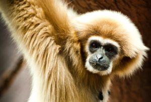 Buff-cheeked Gibbon - Niabi Zoo