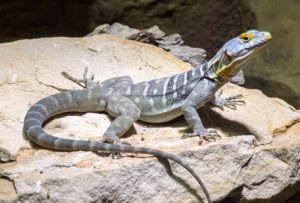 Baja Blue Rock Lizard - Niabi Zoo