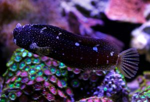 Starry Blenny - Niabi Zoo