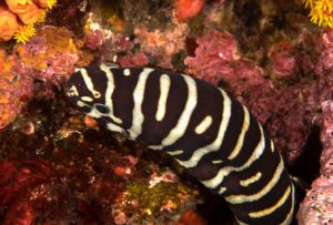 Zebra Moray Eel - Niabi Zoo