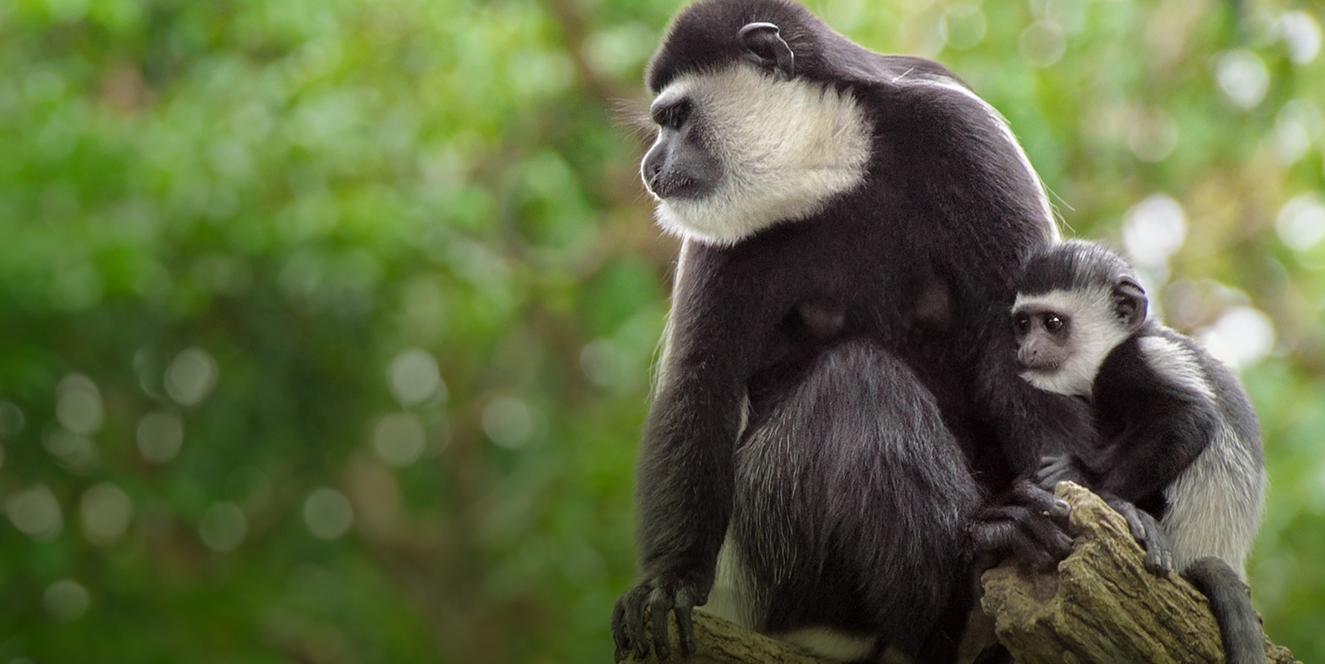 Niabi Zoo - Connecting the Quad Cities with animals
