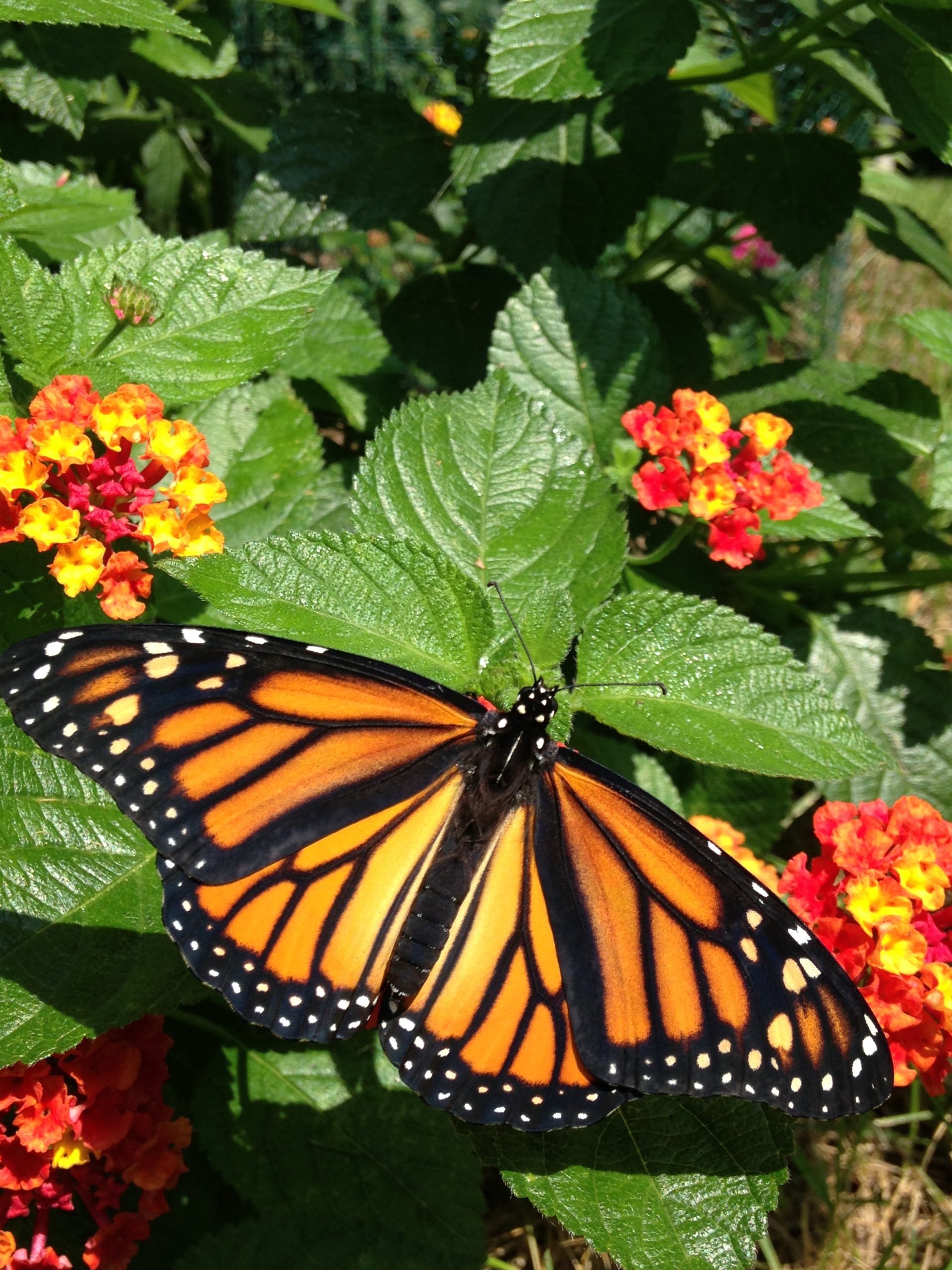 Coins for Conservation | Niabi Zoo