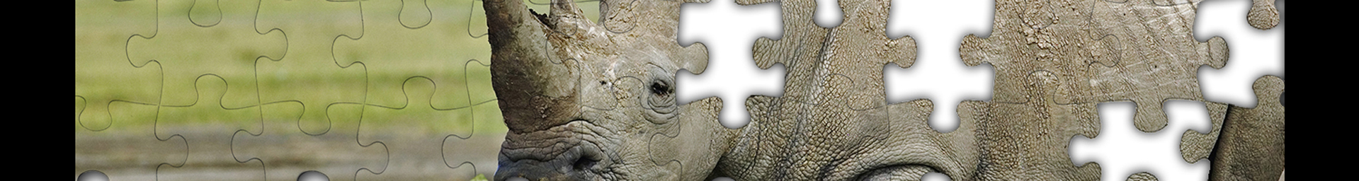 Bring Rhinos | Niabi Zoo