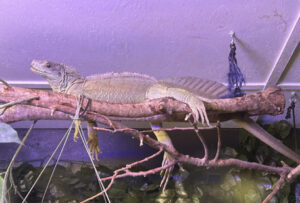 Weber’s Sailfin Lizard - Niabi Zoo