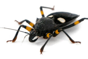 White Spot Assassin Bug - Niabi Zoo